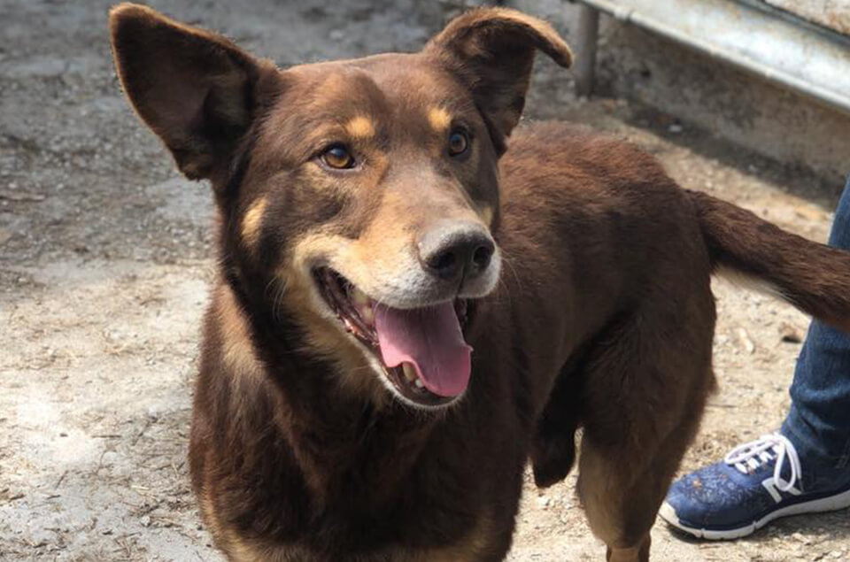 Adoptions - The Pack Project