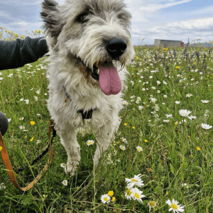 Adoptions - The Pack Project