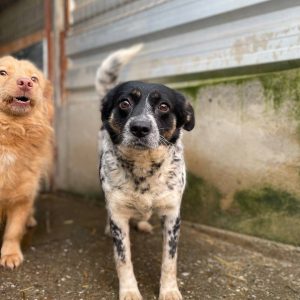 Adoptions - The Pack Project