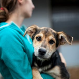 Adoptions - The Pack Project