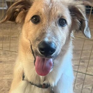 Adoptions - The Pack Project