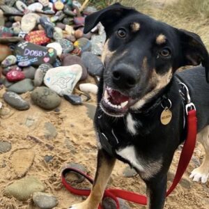 Adoptions - The Pack Project