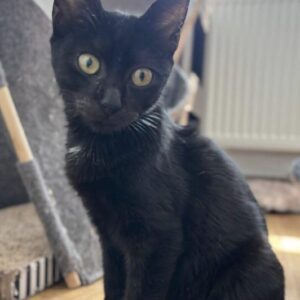 Adoptions - The Pack Project